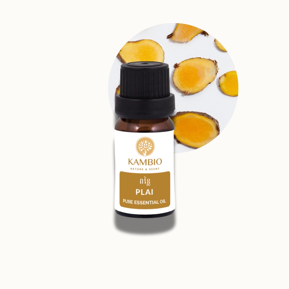 Plai / Punlei | Essential Oil (10ml) • Kambio nature